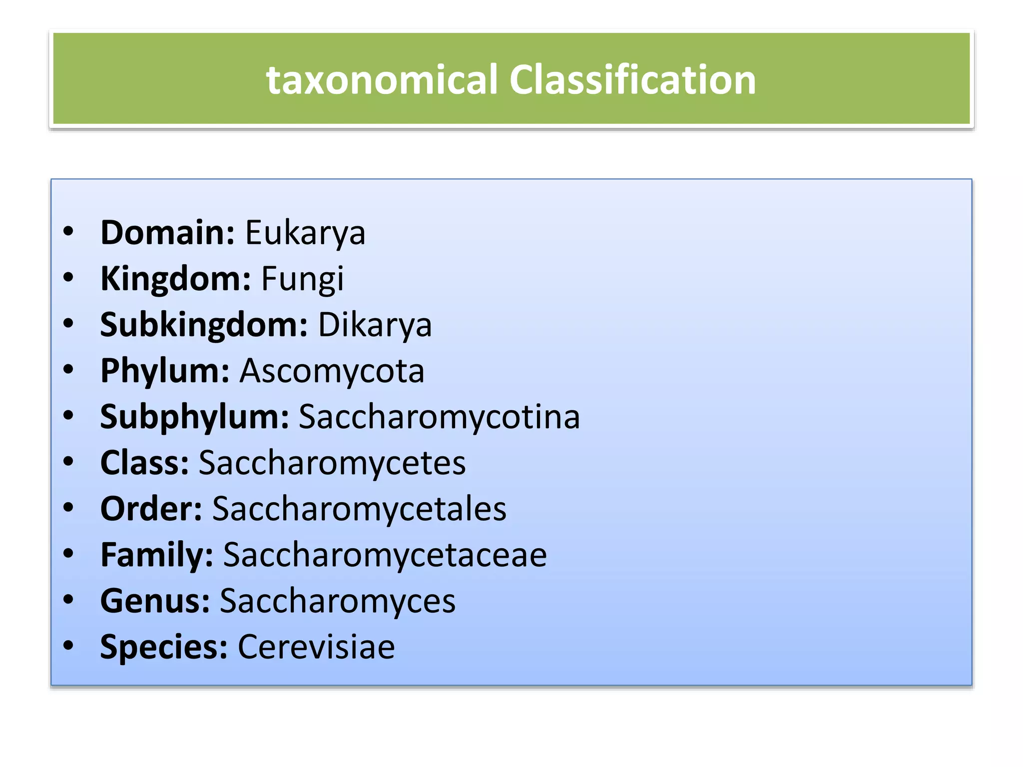 Saccharomyces cerevisiae | PPTX | Biotech and Biomedical Industry ...
