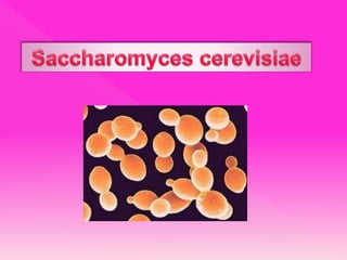 Saccharomyces Cerevisiae Slide