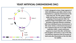 Saccharomyces cerevisiae: A COMPLETE OVERVIEW | PPTX