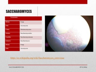 Saccharomyces sp | PPTX