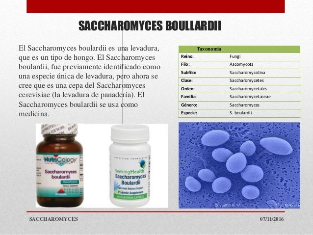 Saccharomyces sp