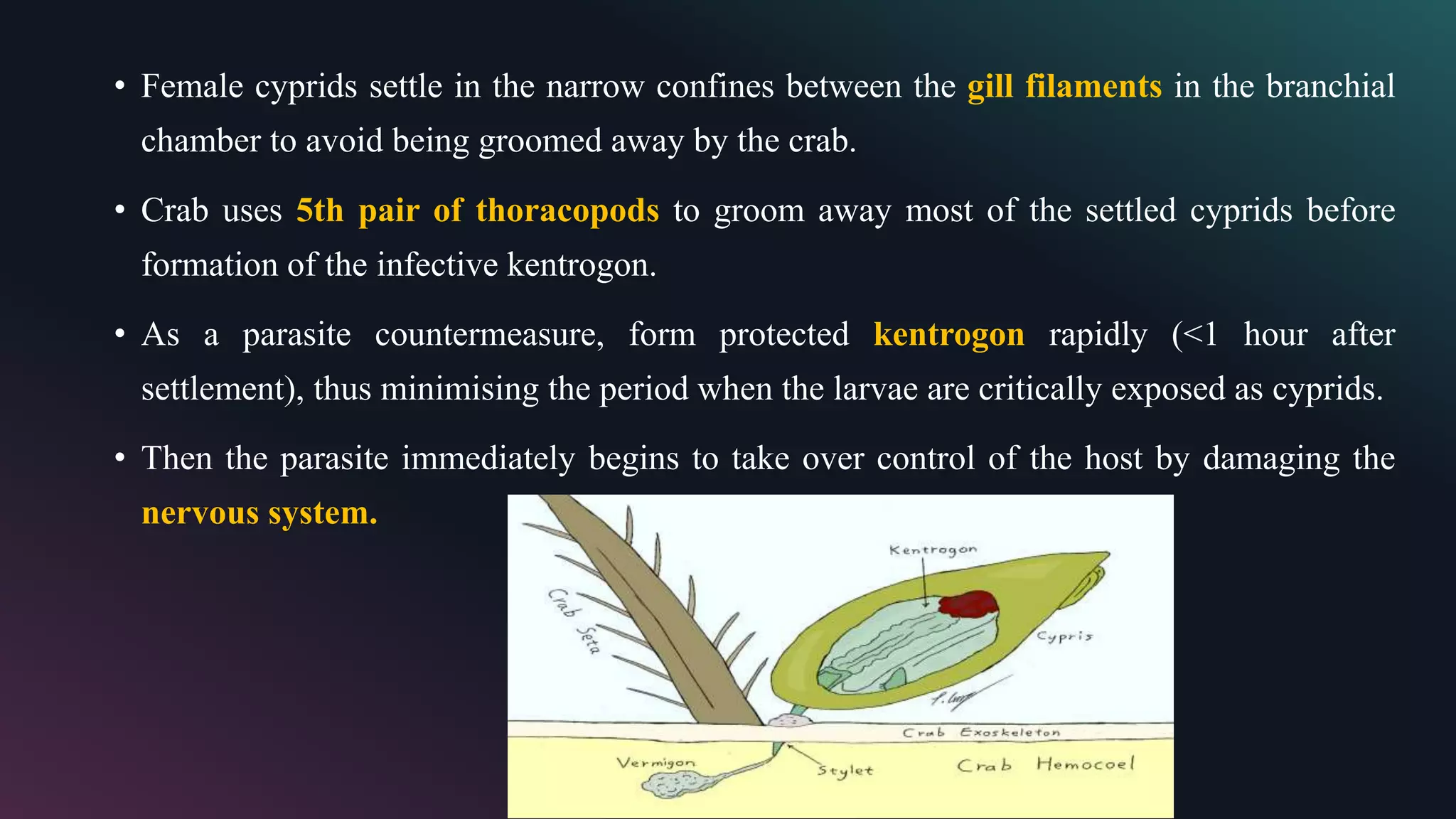 Sacculina carcini -green crab- Host- Parasite Relationship | PPTX