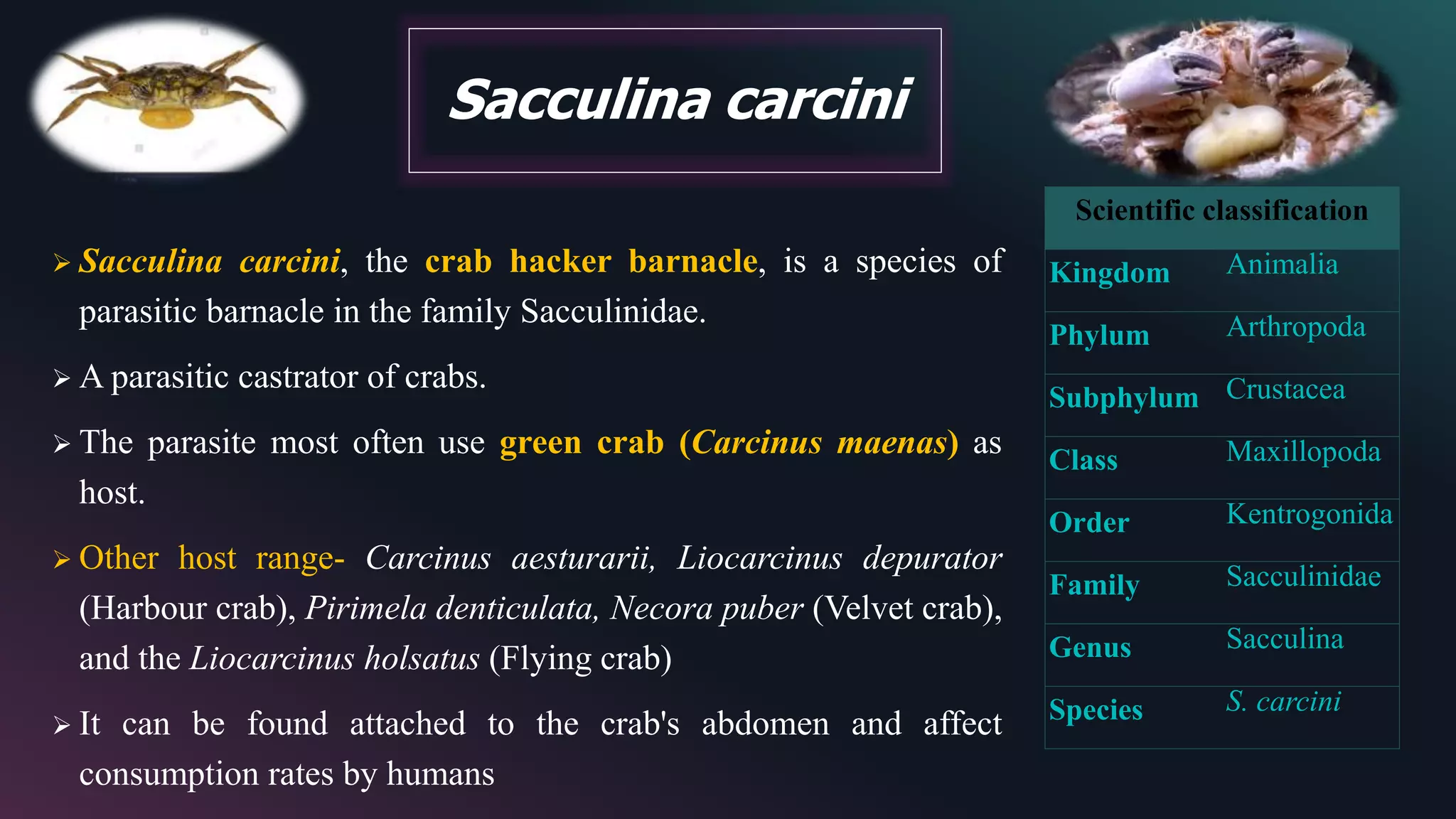 Sacculina carcini -green crab- Host- Parasite Relationship | PPTX