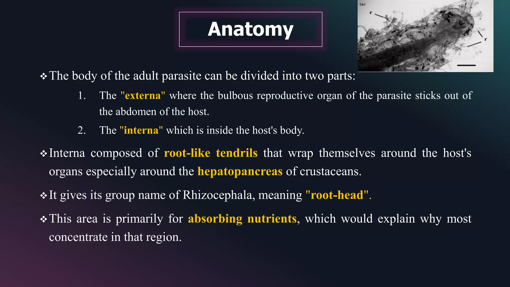 Sacculina carcini -green crab- Host- Parasite Relationship | PPTX