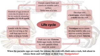 Sacculina carcini -green crab- Host- Parasite Relationship | PPTX
