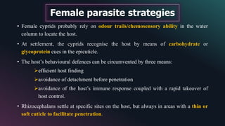 Sacculina carcini -green crab- Host- Parasite Relationship | PPTX