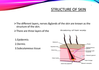 Parts Of The Skin And Their Functions For Grade 3