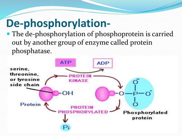 protein phosphorylation | PPTX | Endocrine and Metabolic Diseases | Diseases and Conditions