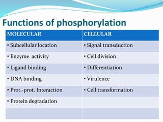 protein phosphorylation | PPTX