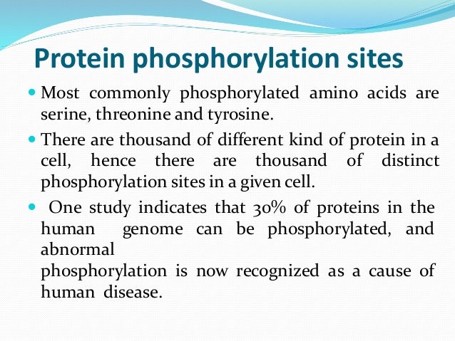 protein phosphorylation protein phosphorylation