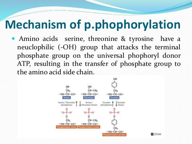 protein phosphorylation