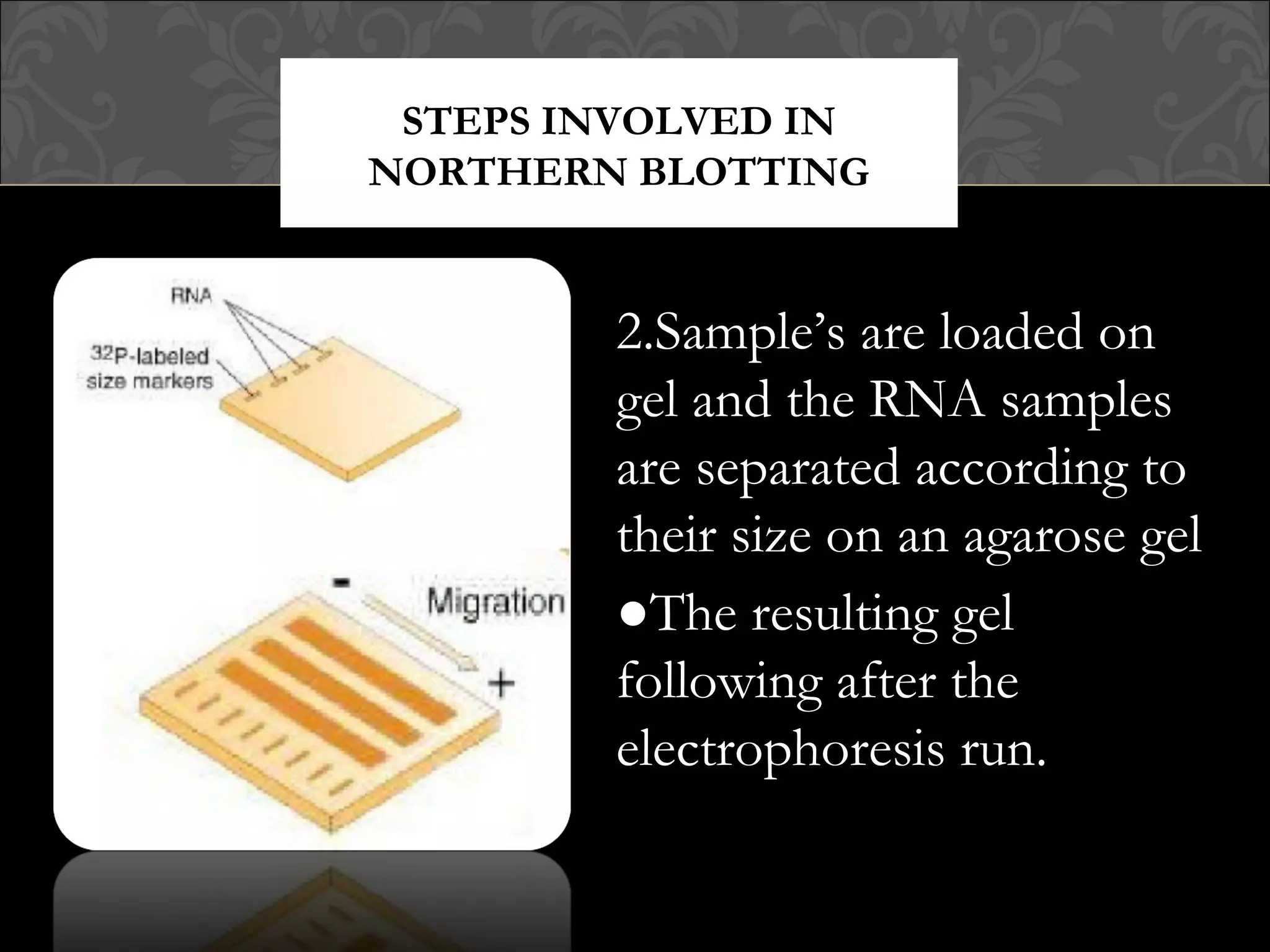 Northern blotting | PPT