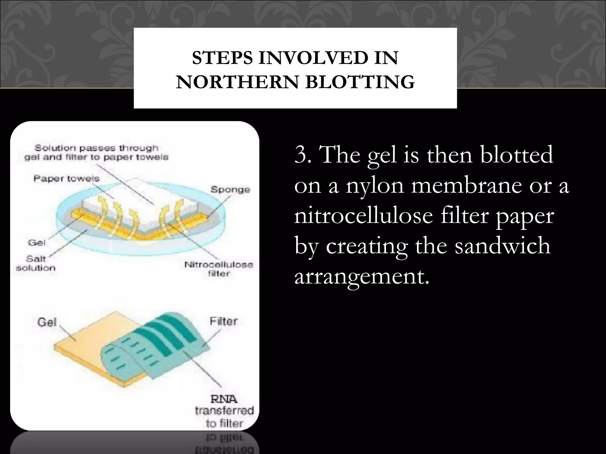 Northern blotting | PPT