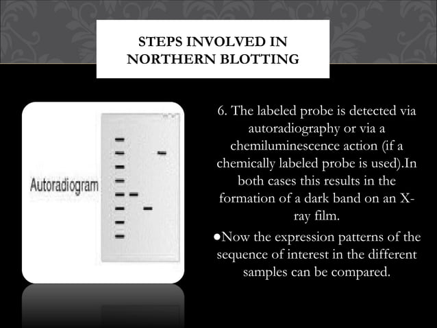 Northern blotting | PPT