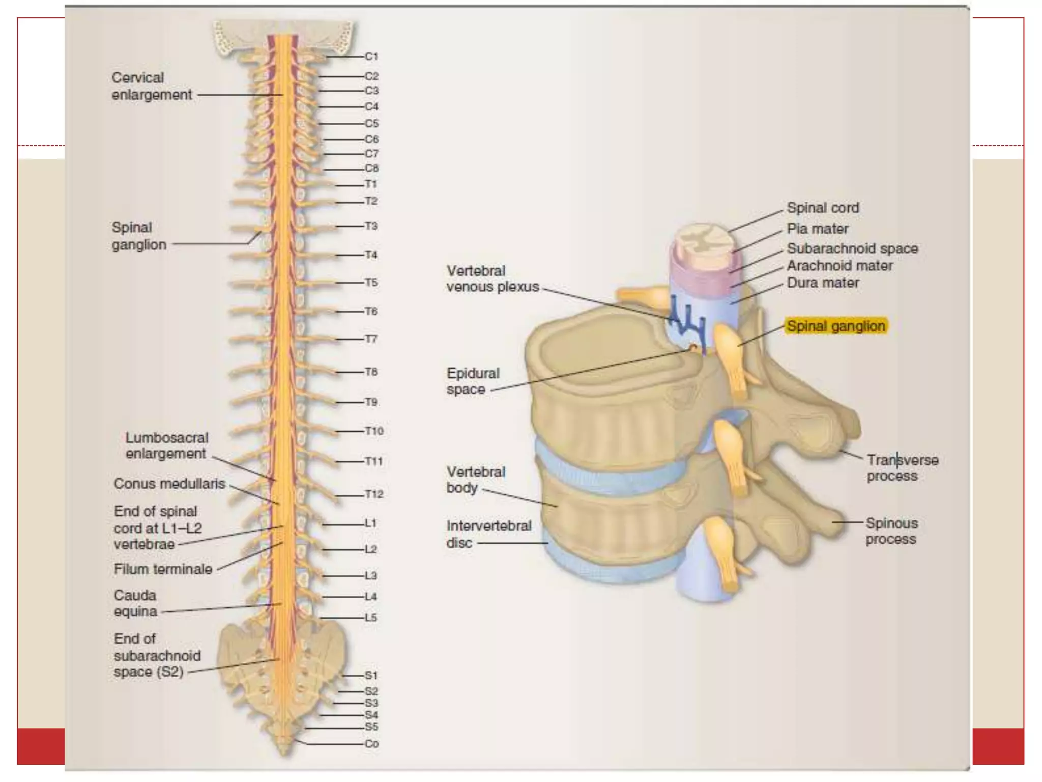 spinal cord anatomy and spinal cord syndromes | PPT