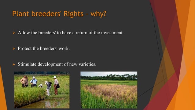 Plant Breeders' Rights | PPTX | Agriculture | Industries