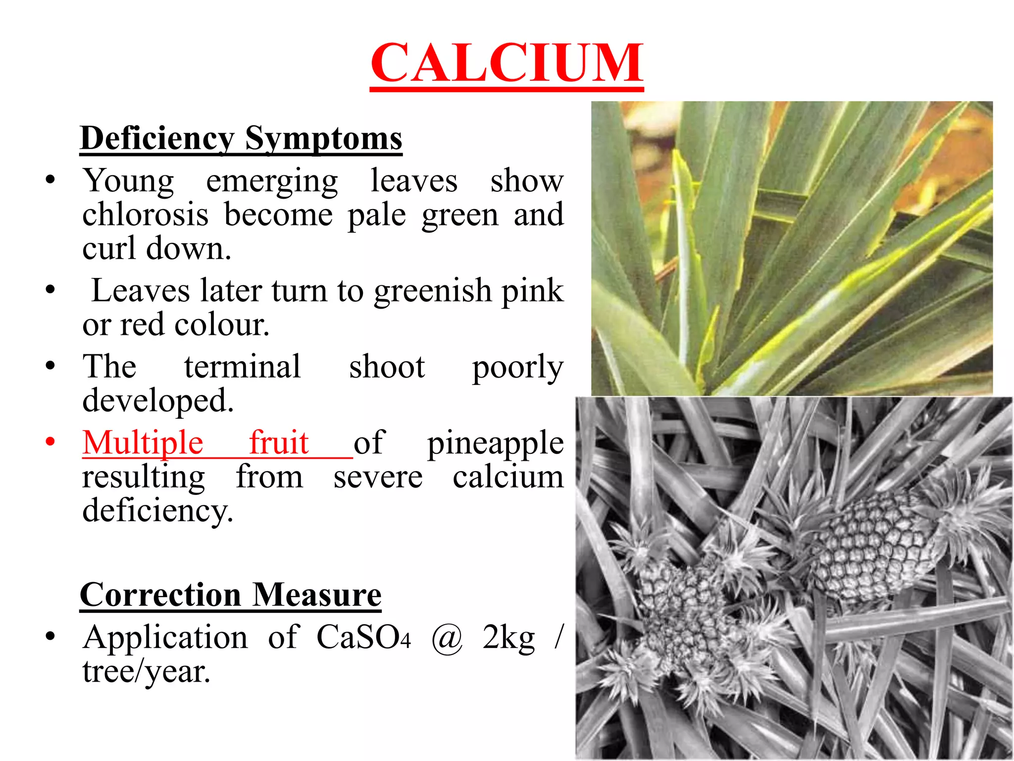 NUTRIENT DEFICIENCY AND ITS MANAGEMENT IN PINEAPPLE | PDF