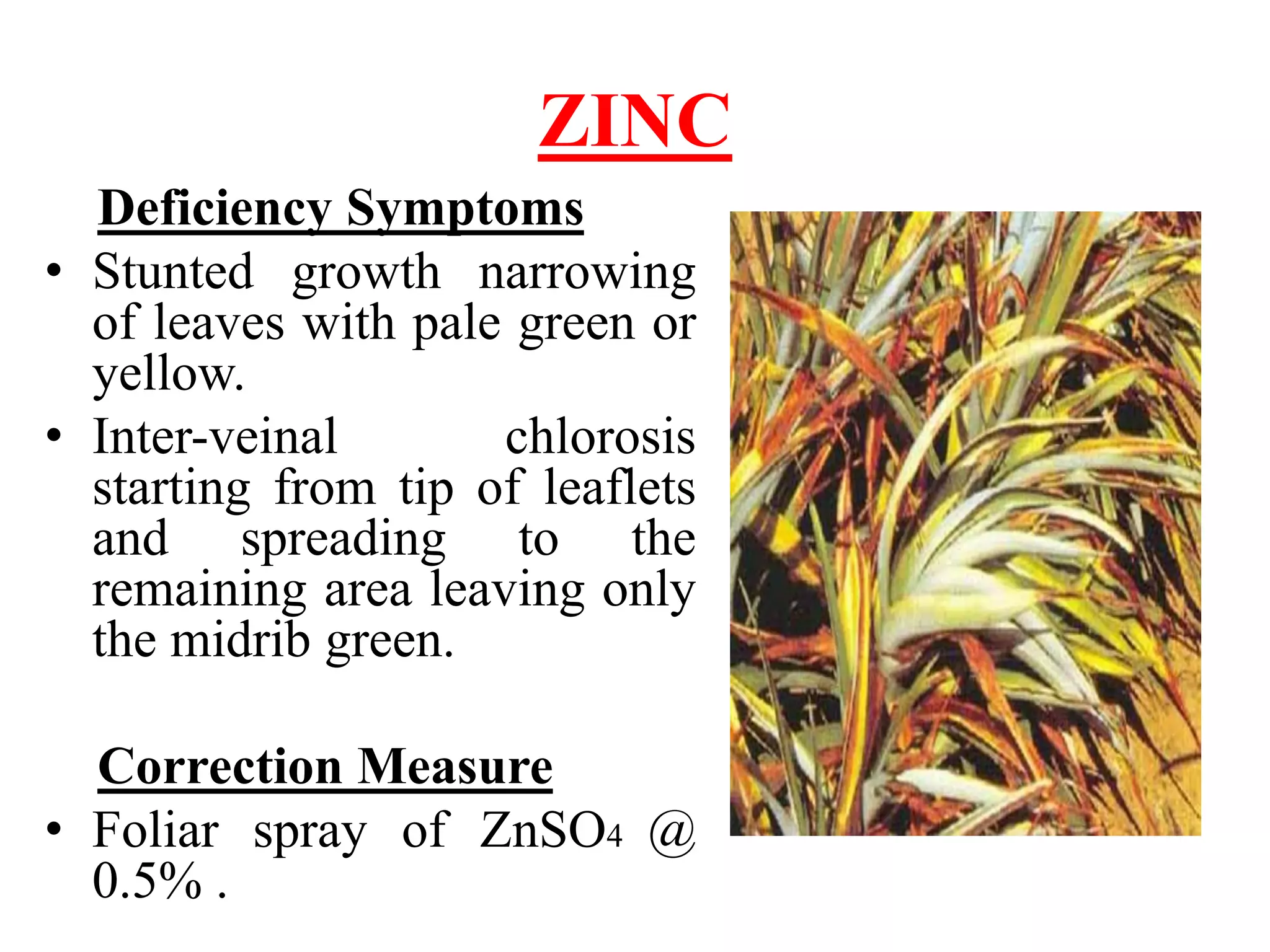 NUTRIENT DEFICIENCY AND ITS MANAGEMENT IN PINEAPPLE | PDF