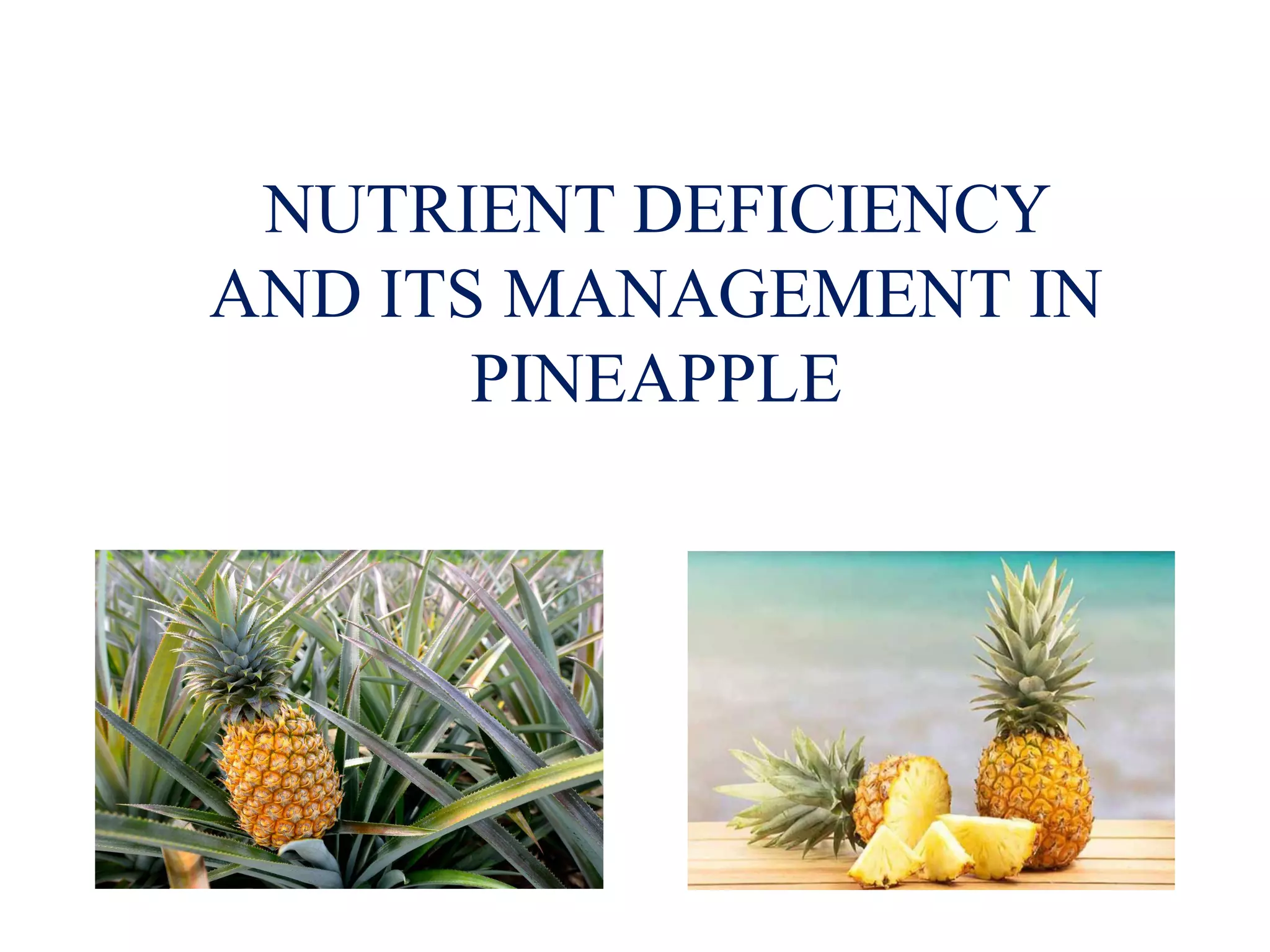 NUTRIENT DEFICIENCY AND ITS MANAGEMENT IN PINEAPPLE | PDF