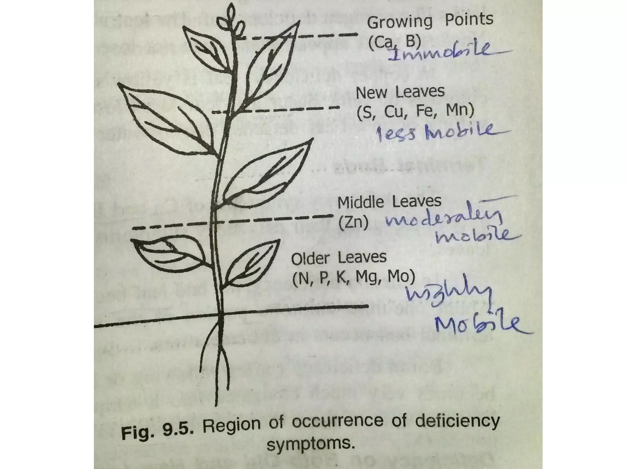 NUTRIENT DEFICIENCY AND ITS MANAGEMENT IN PINEAPPLE | PDF