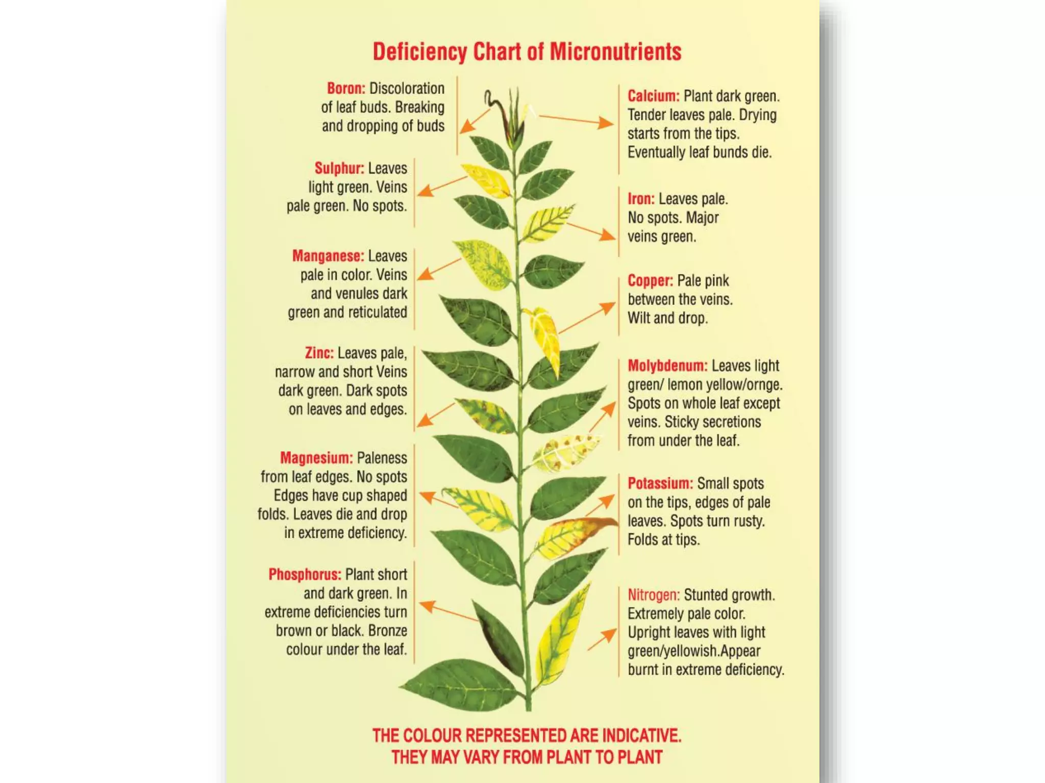 NUTRIENT DEFICIENCY AND ITS MANAGEMENT IN PINEAPPLE | PDF