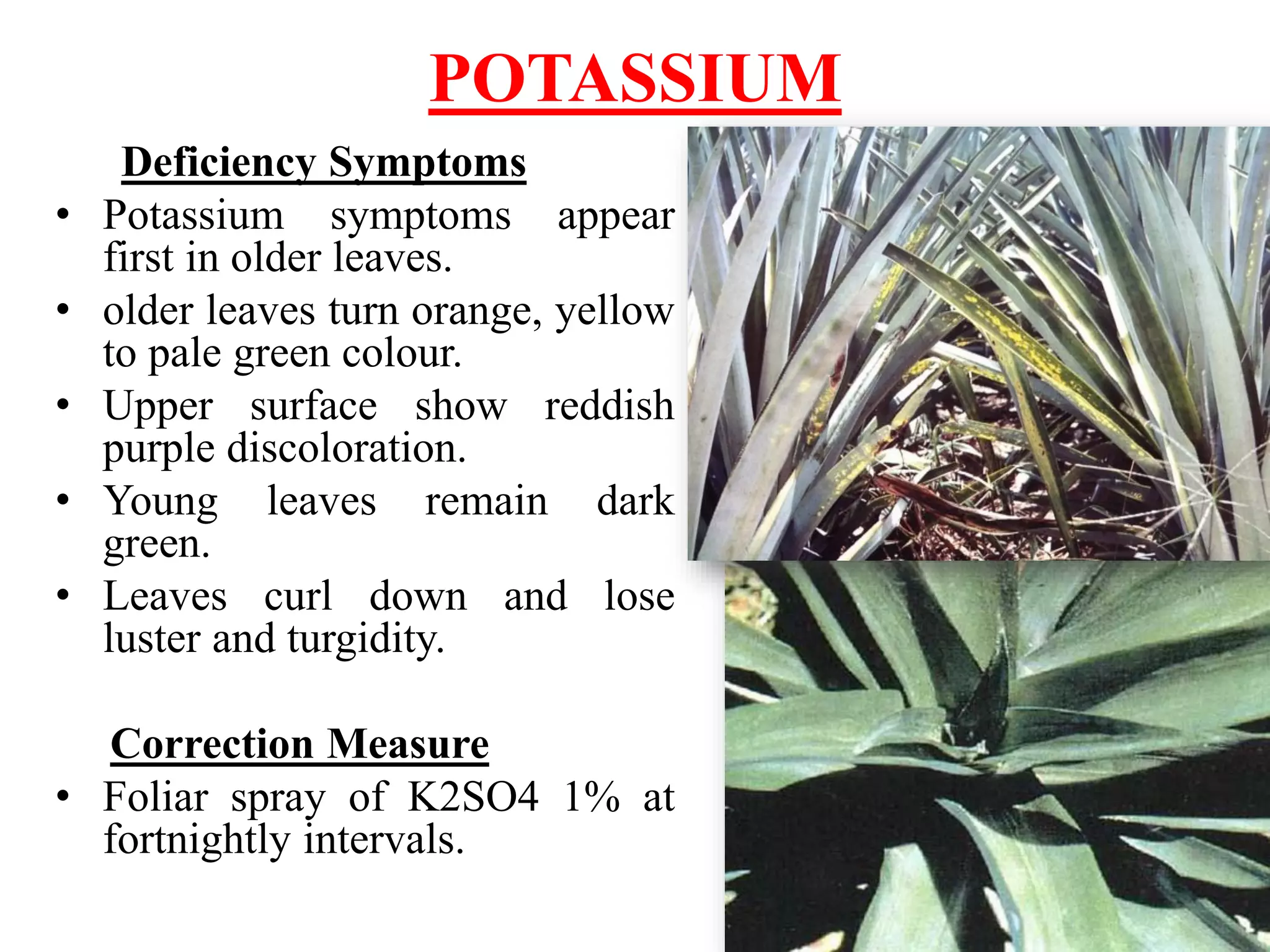 NUTRIENT DEFICIENCY AND ITS MANAGEMENT IN PINEAPPLE | PDF