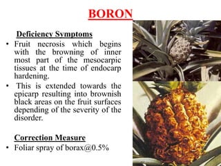 NUTRIENT DEFICIENCY AND ITS MANAGEMENT IN PINEAPPLE | PDF