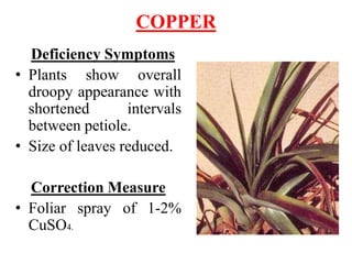 NUTRIENT DEFICIENCY AND ITS MANAGEMENT IN PINEAPPLE | PDF