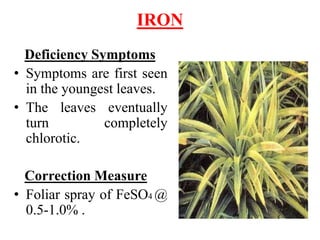 NUTRIENT DEFICIENCY AND ITS MANAGEMENT IN PINEAPPLE | PDF