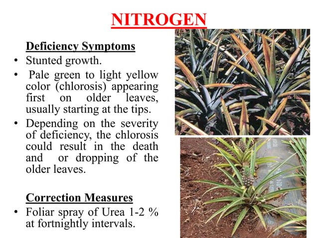 NUTRIENT DEFICIENCY AND ITS MANAGEMENT IN PINEAPPLE | PDF | Gardening ...