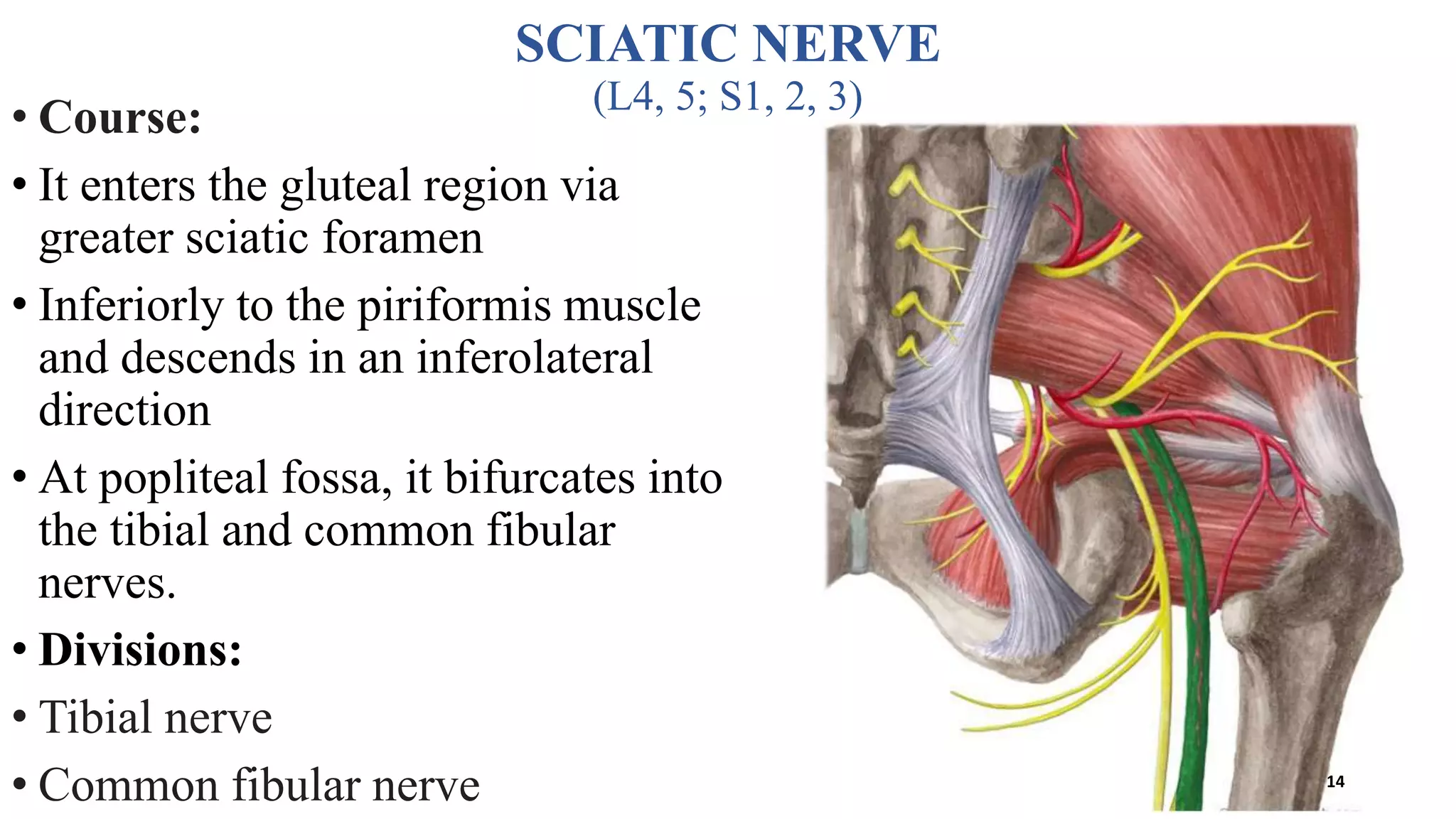 Sacral plexus | PPT