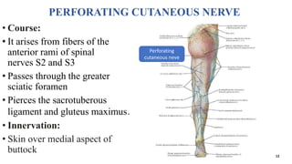 Sacral plexus | PPT