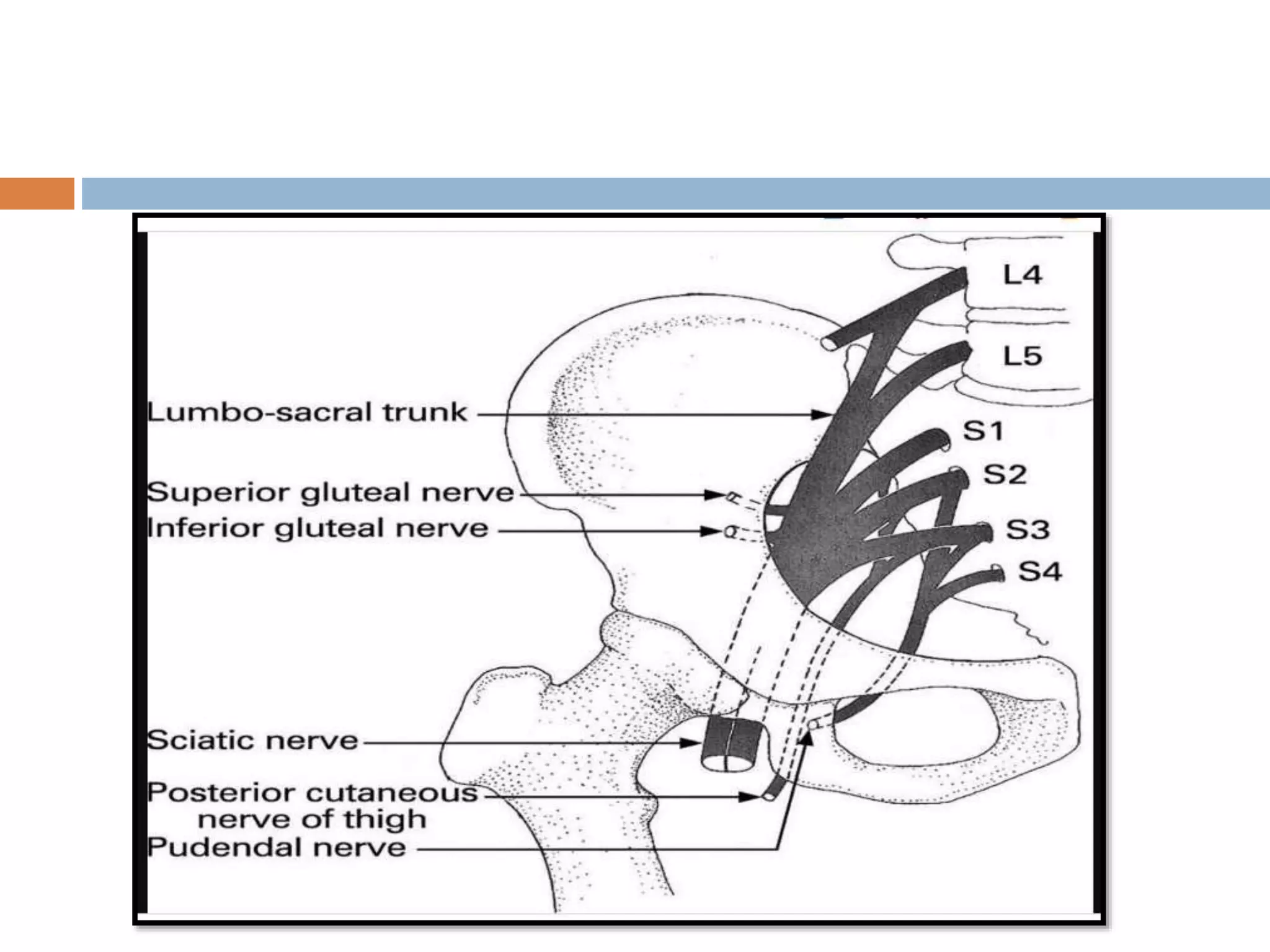 Sacral fractures.pptx