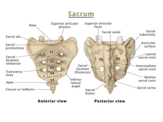 SACRAL FRACTURES.pptx