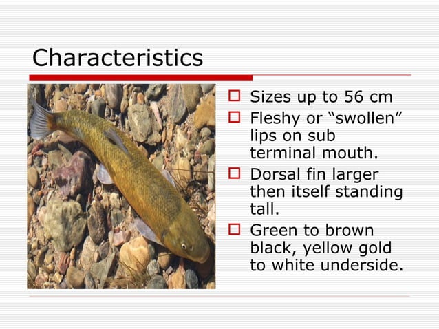 Sacramento sucker fish | PPT