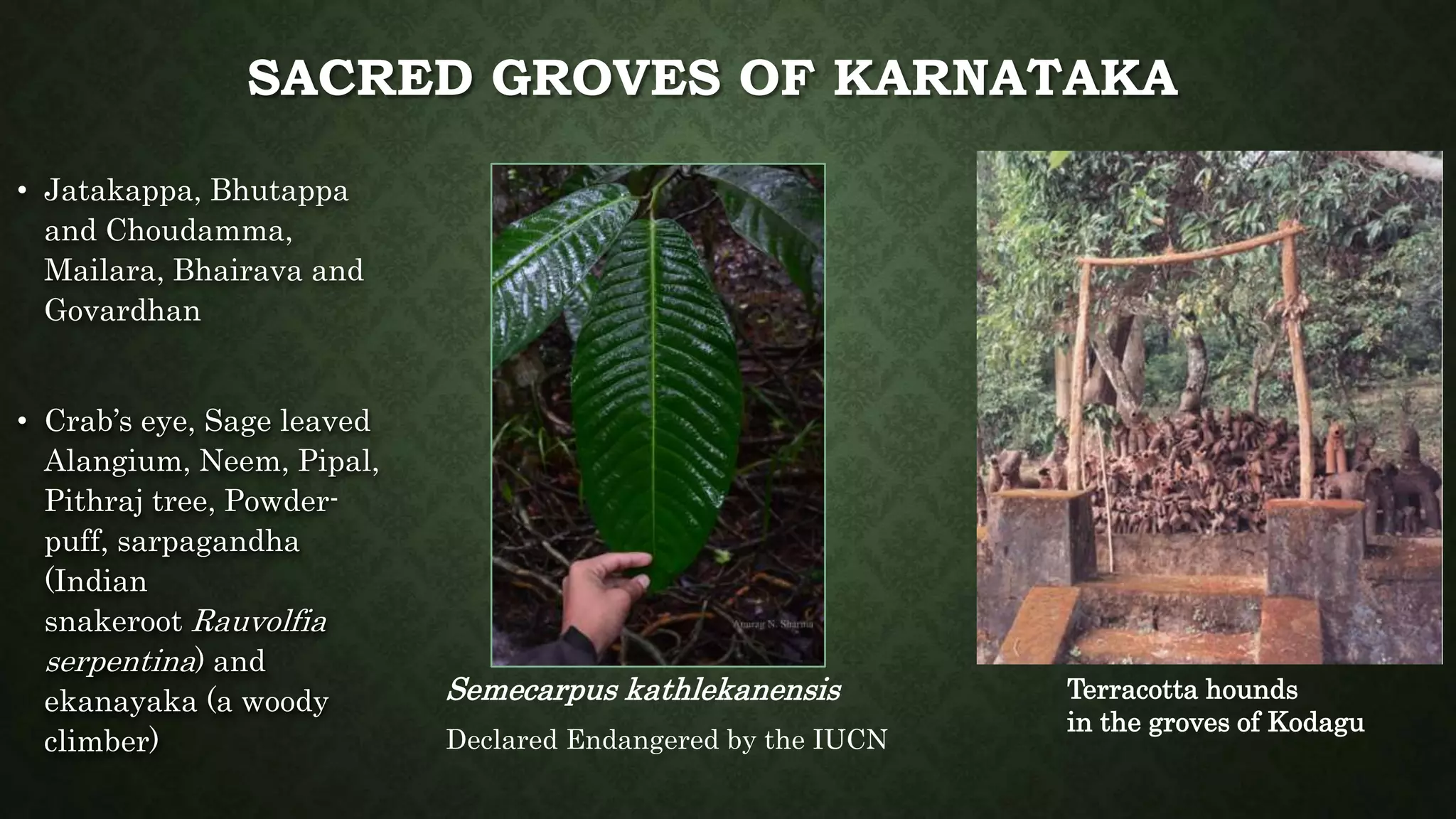 Sacred groves | PPTX