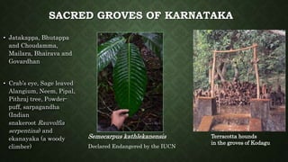 Sacred groves | PPTX