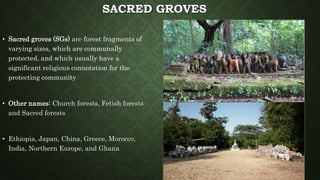 Sacred groves | PPTX