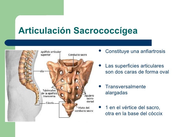 Sacrococcígeas