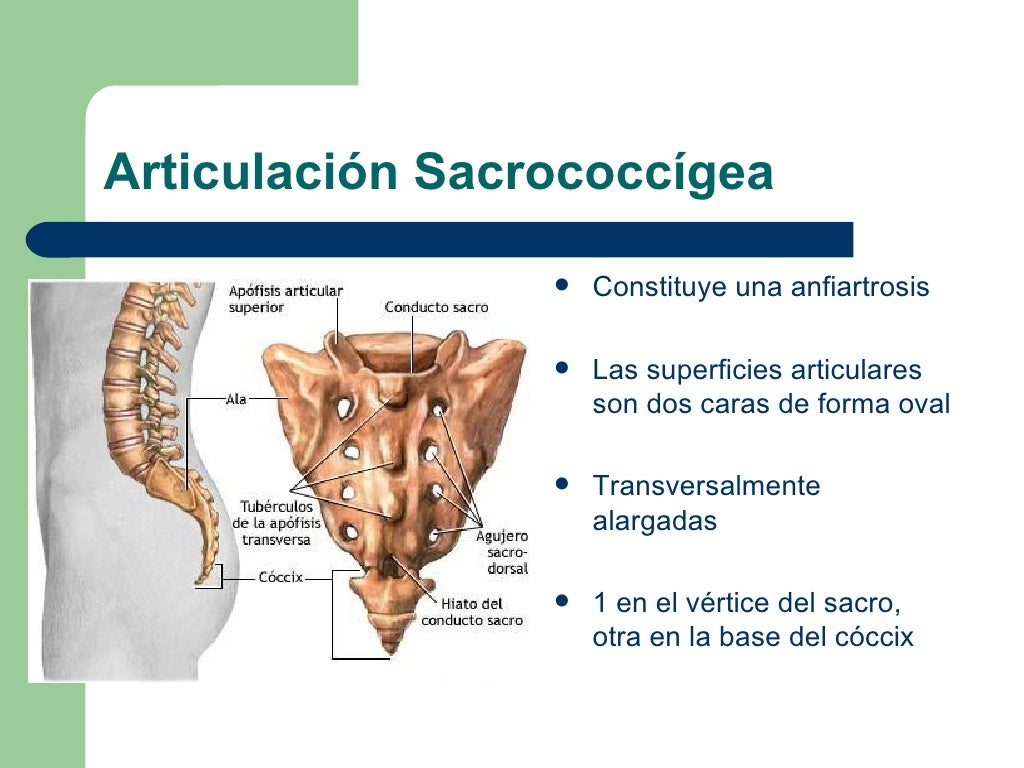 Sacrococcígeas