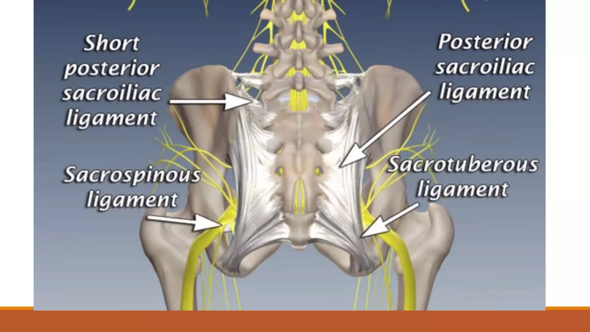 Sacroiliac joint as a cause of back pain | PPTX