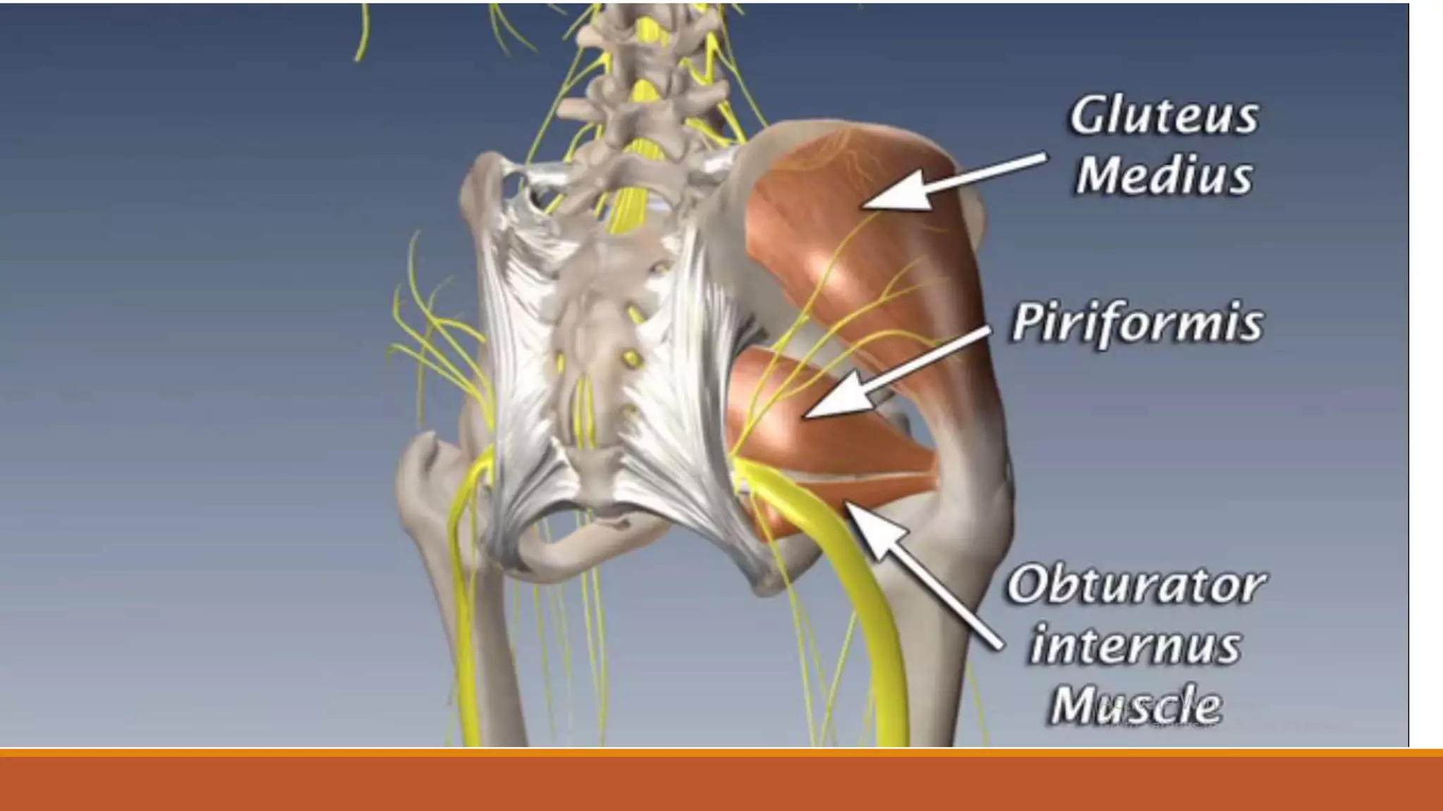 Sacroiliac joint as a cause of back pain | PPTX