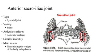 sacroiliac .pptx