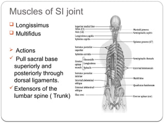 Sacroiliac joint biomechanics, dysfunctions, assessment and its manual ...