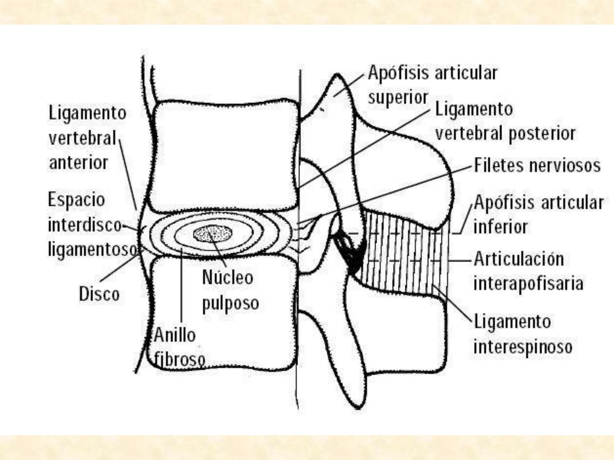 sacrolumbalgia.ppt