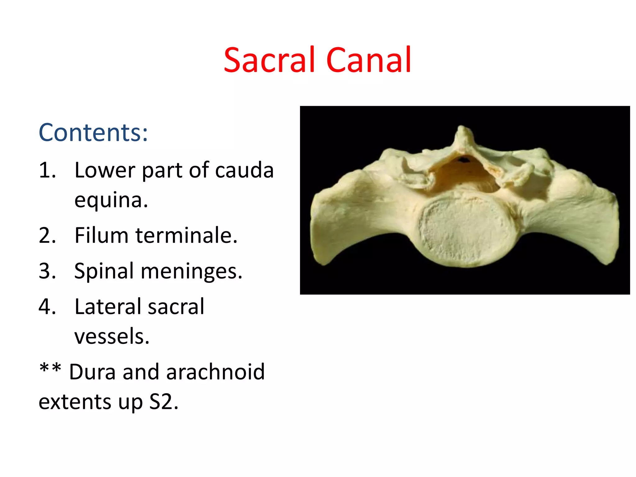 Sacrum | PPTX