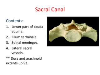 Sacrum | PPTX