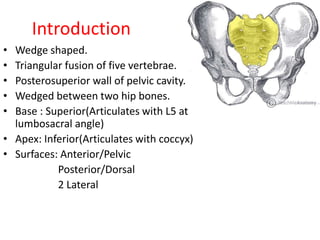 Sacrum | PPTX