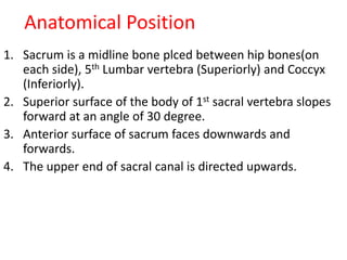 Sacrum | PPTX