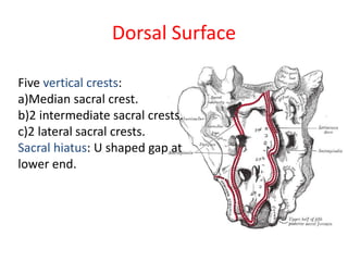 Lateral Sacral Crest